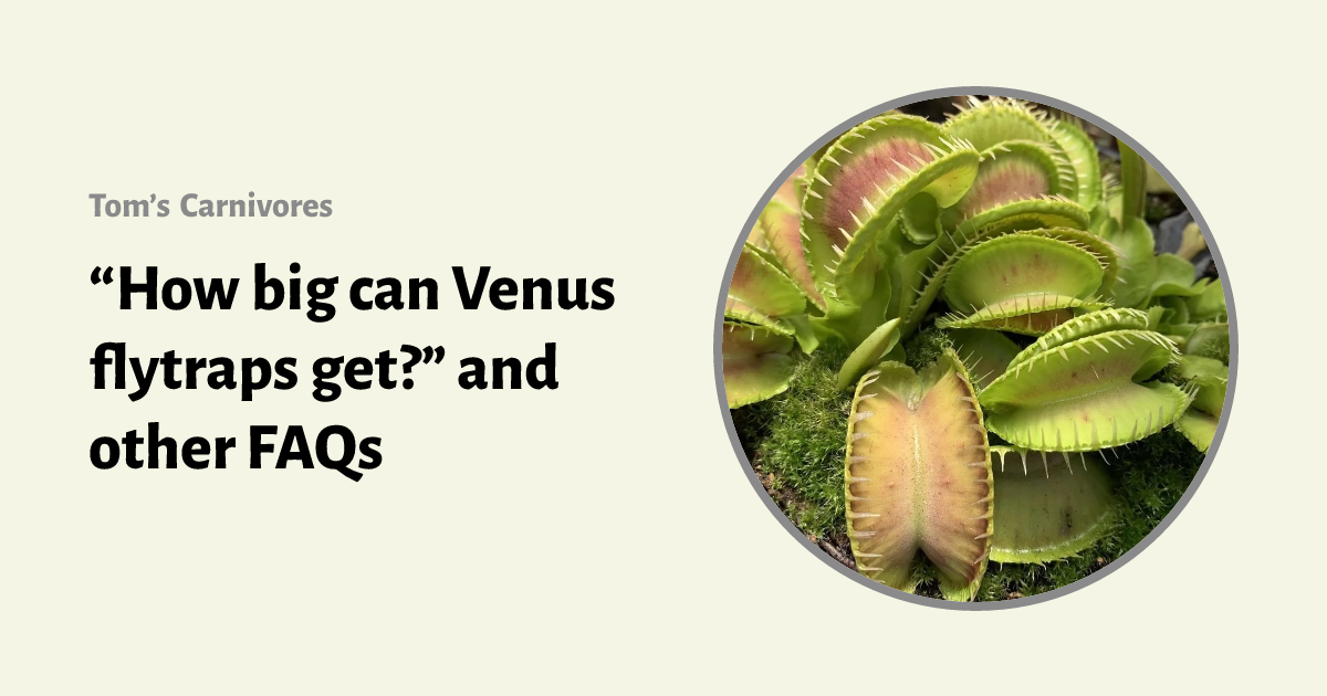 “How big can Venus flytraps get?” and other FAQs | Tom’s Carnivores