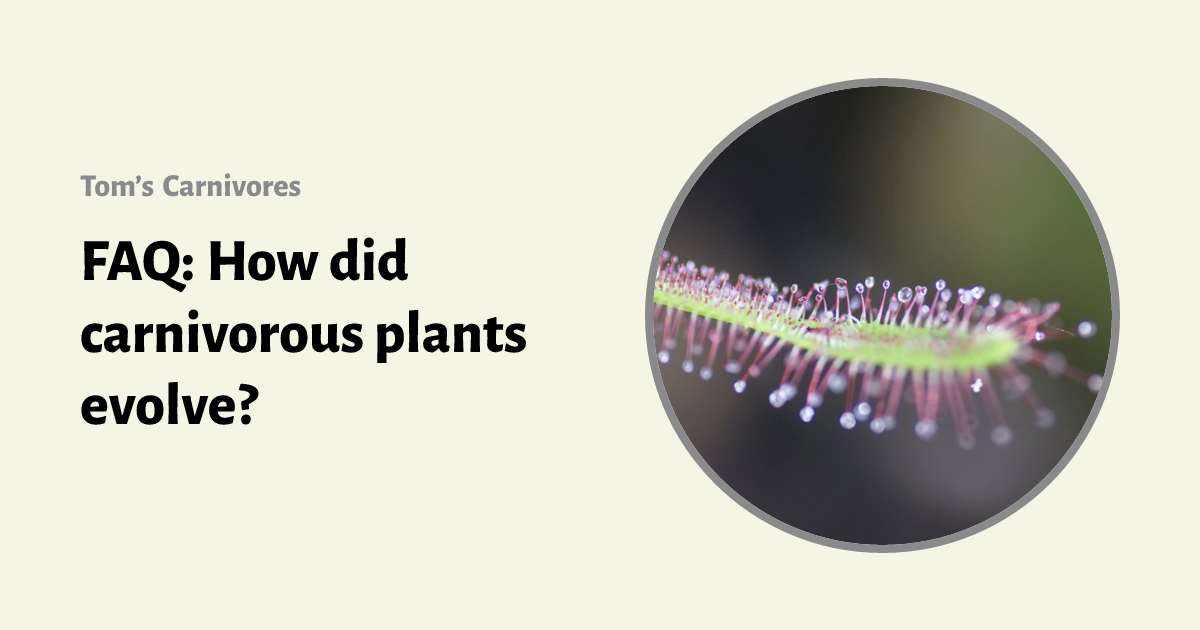 FAQ: How did carnivorous plants evolve? | Tom’s Carnivores