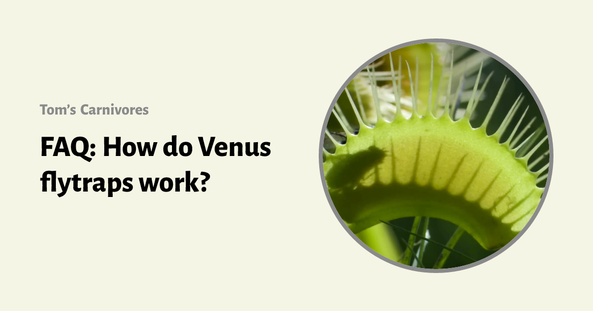 FAQ: How do Venus flytraps work? | Tom’s Carnivores