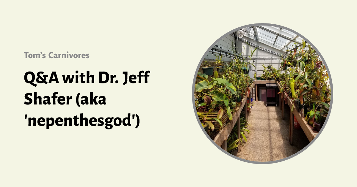 Q&A with Dr. Jeff Shafer (aka 'nepenthesgod') | Tom’s Carnivores