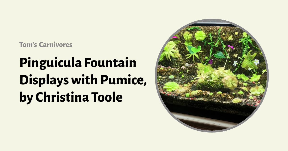 Pinguicula Fountain Displays with Pumice, by Christina Toole