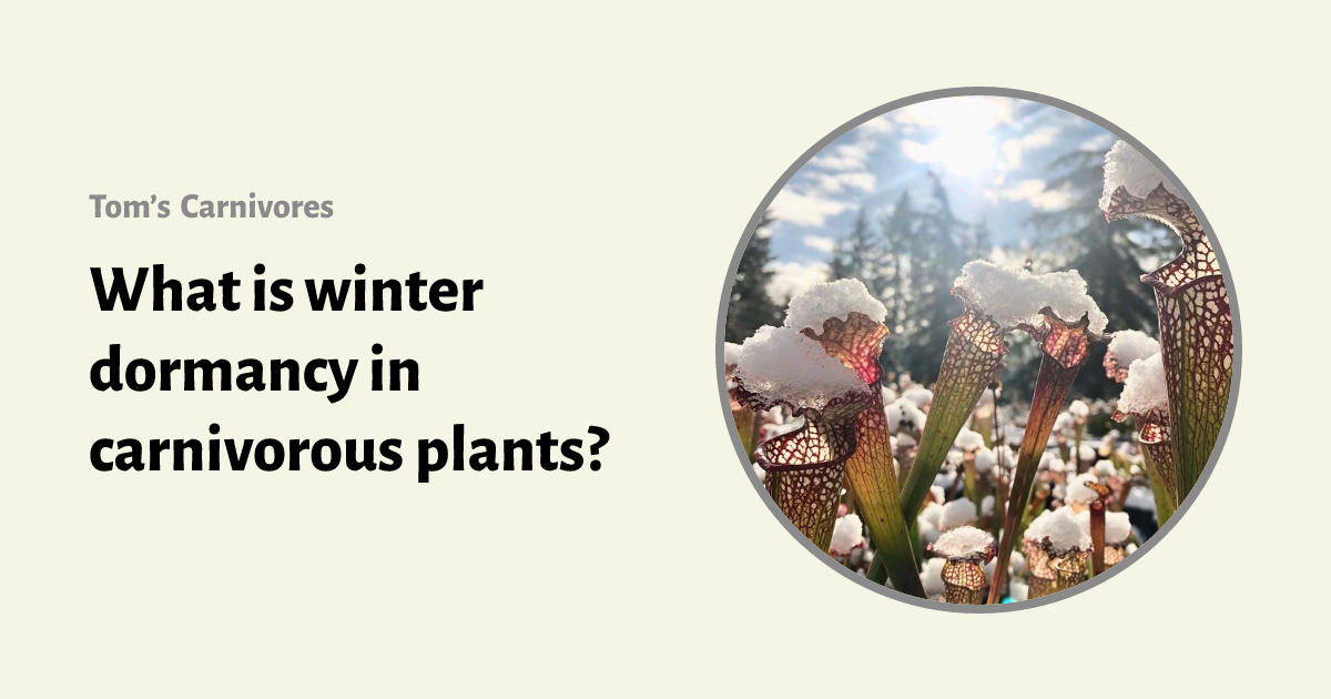 What is winter dormancy in carnivorous plants? | Tom’s Carnivores