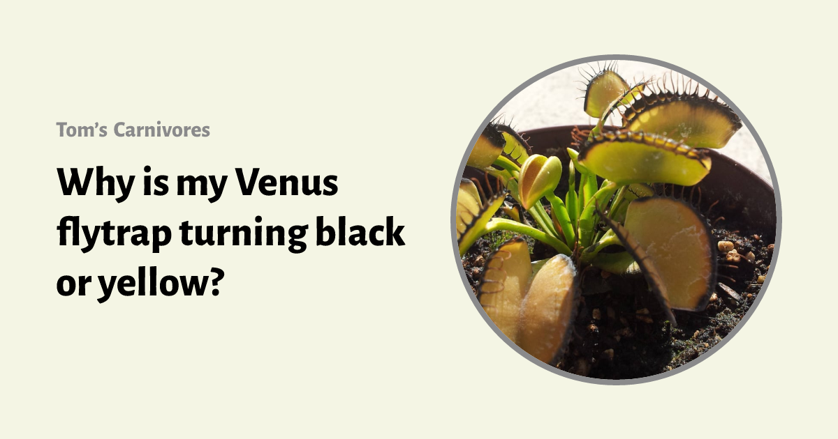 Why is my Venus flytrap turning black or yellow? | Tom’s Carnivores