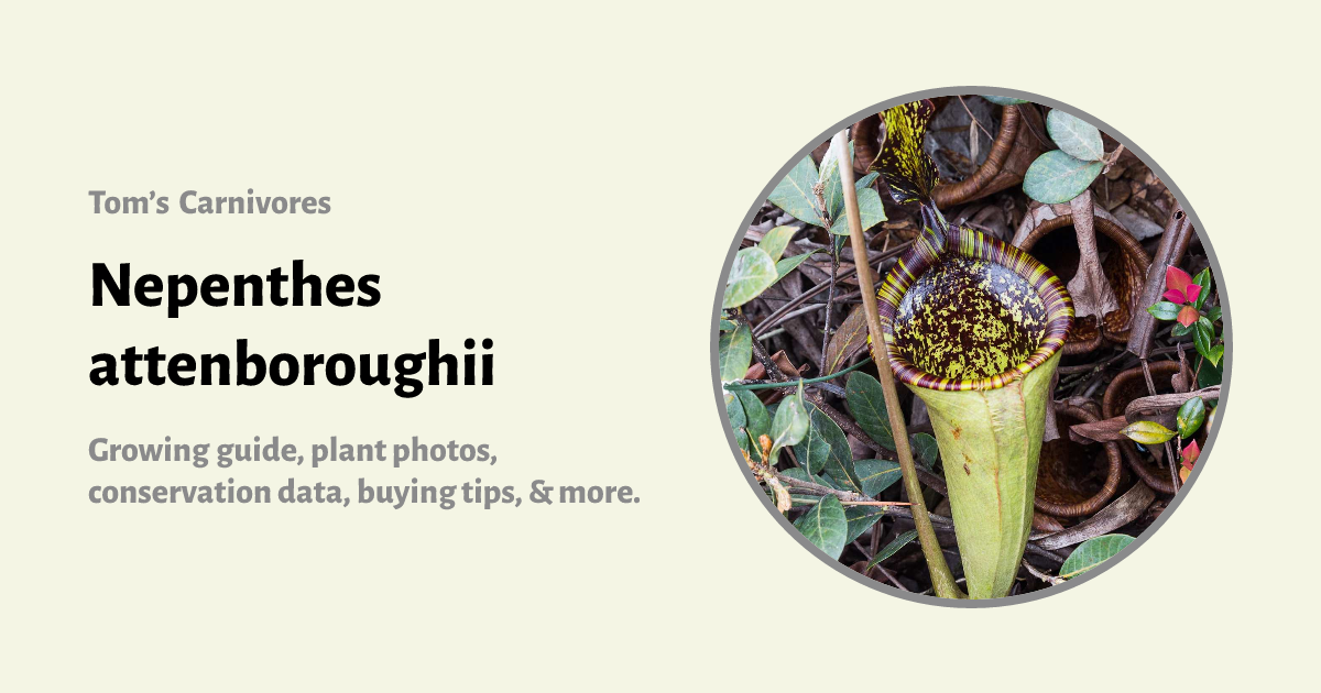Nepenthes attenboroughii | Tom’s Carnivores