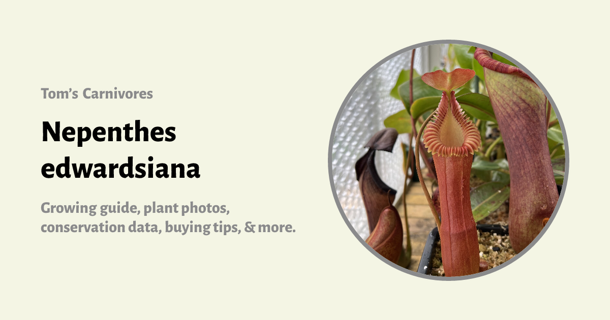 Nepenthes edwardsiana | Tom’s Carnivores