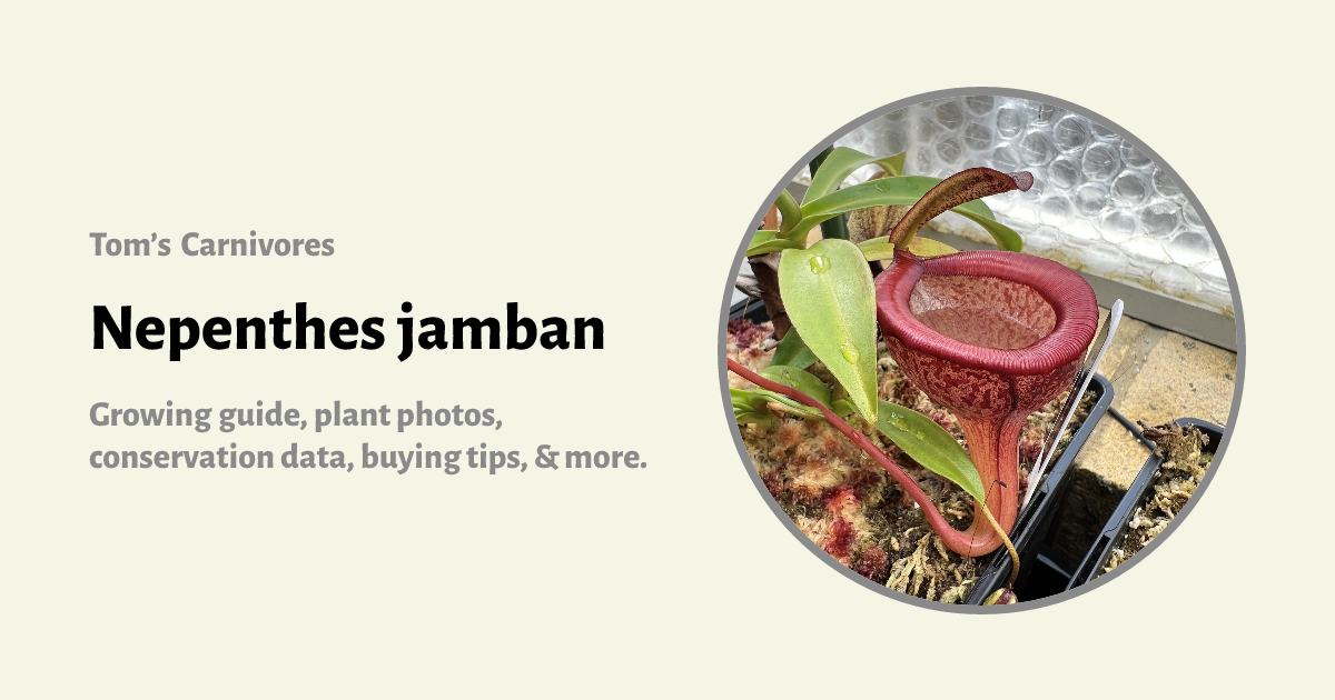 Nepenthes jamban | Tom’s Carnivores