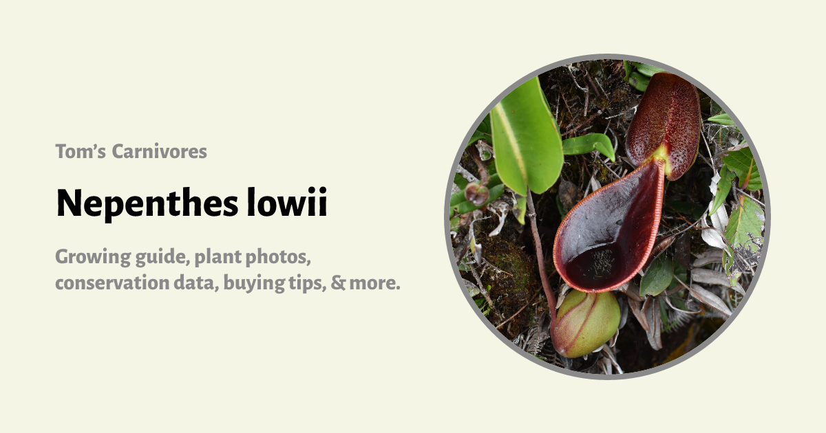 Nepenthes lowii | Tom’s Carnivores