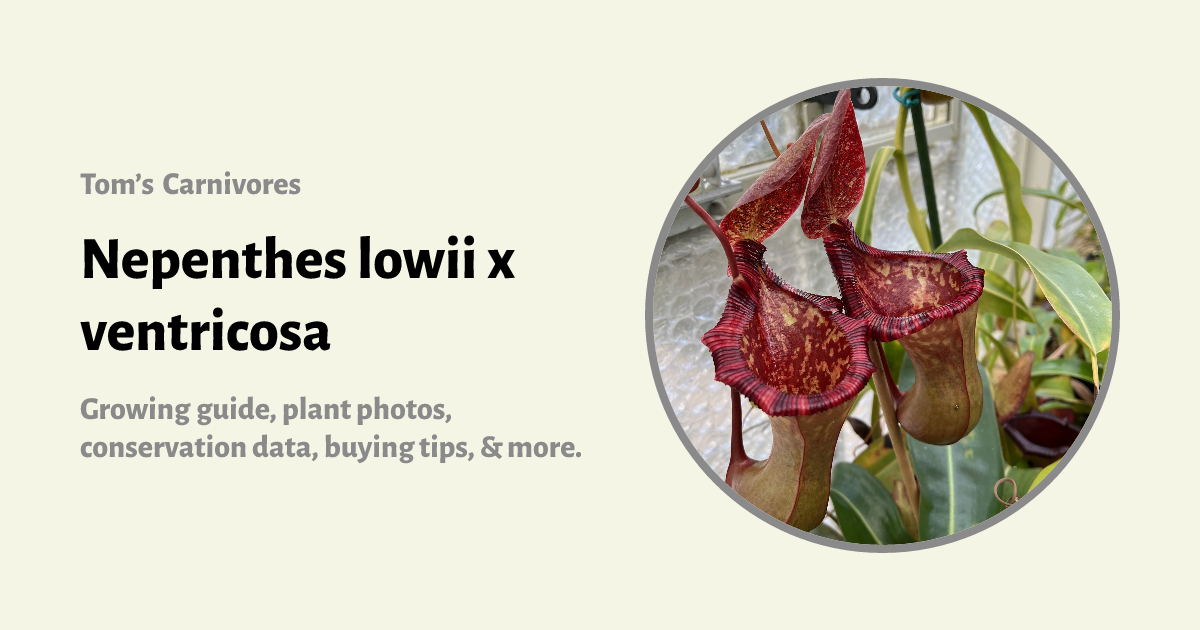 Nepenthes lowii x ventricosa (aka N. × briggsiana) | Tom’s Carnivores