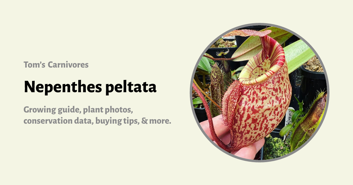 Nepenthes peltata | Tom’s Carnivores