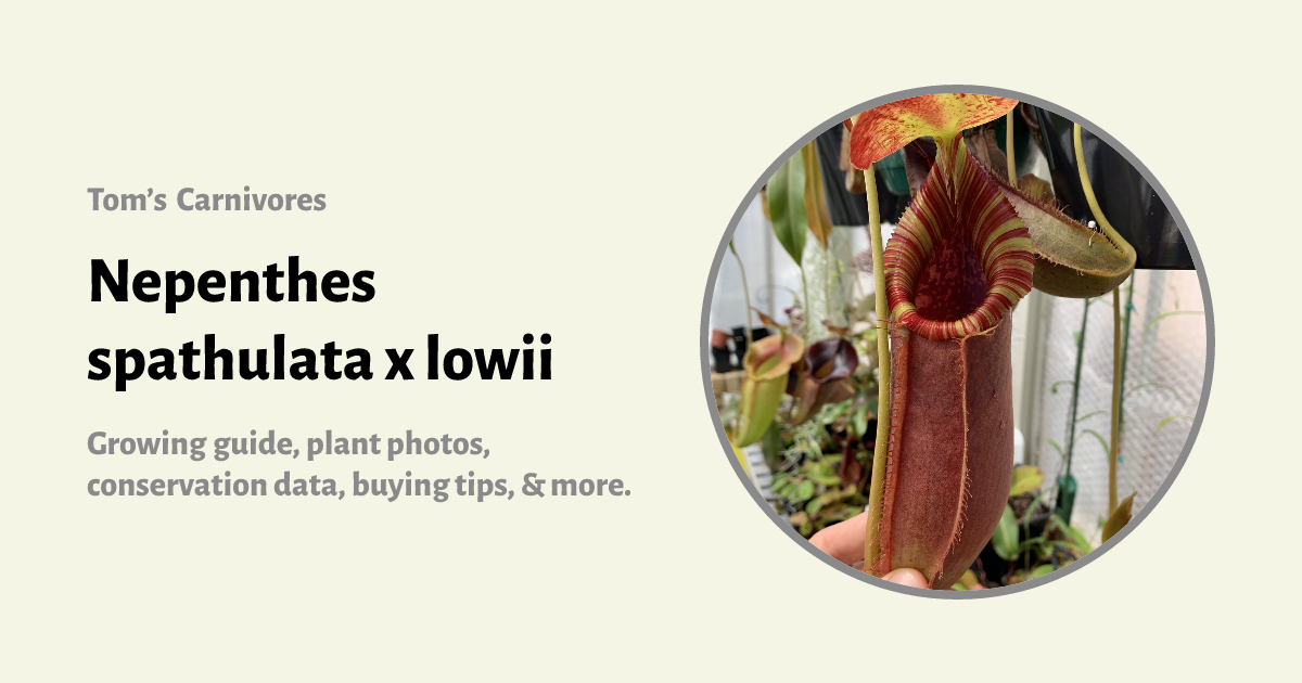 Nepenthes spathulata x lowii | Tom’s Carnivores