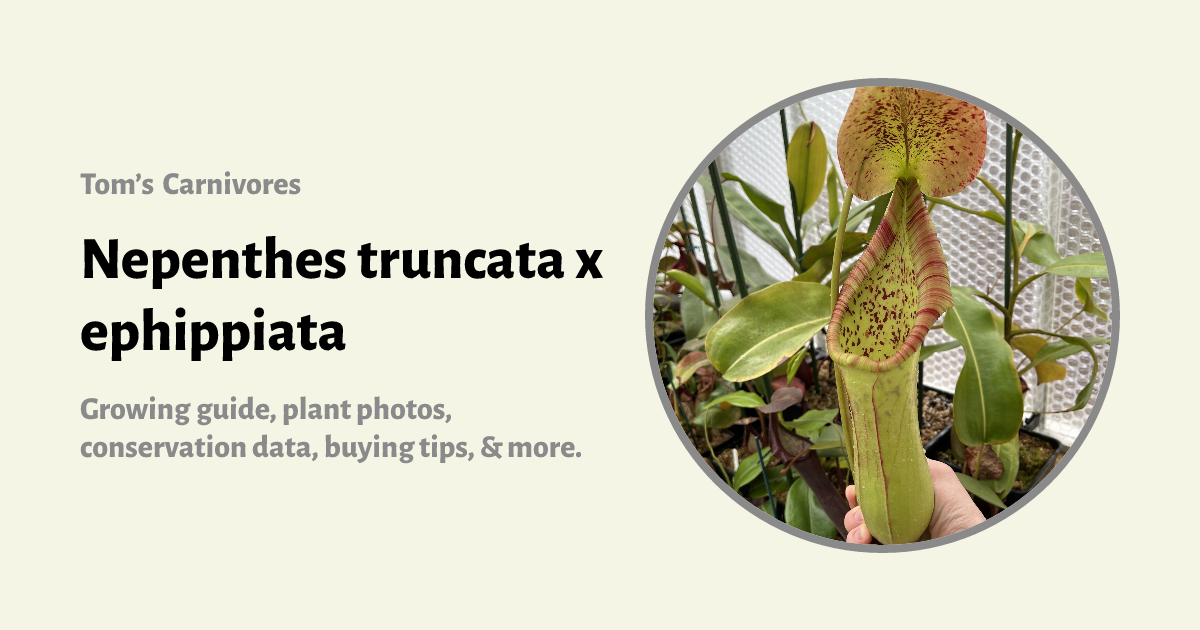 Nepenthes Truncata Carnivorous Plant Resource