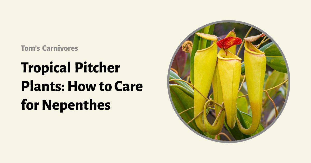 Tropical Pitcher Plants: How to Care for Nepenthes | Tom’s Carnivores